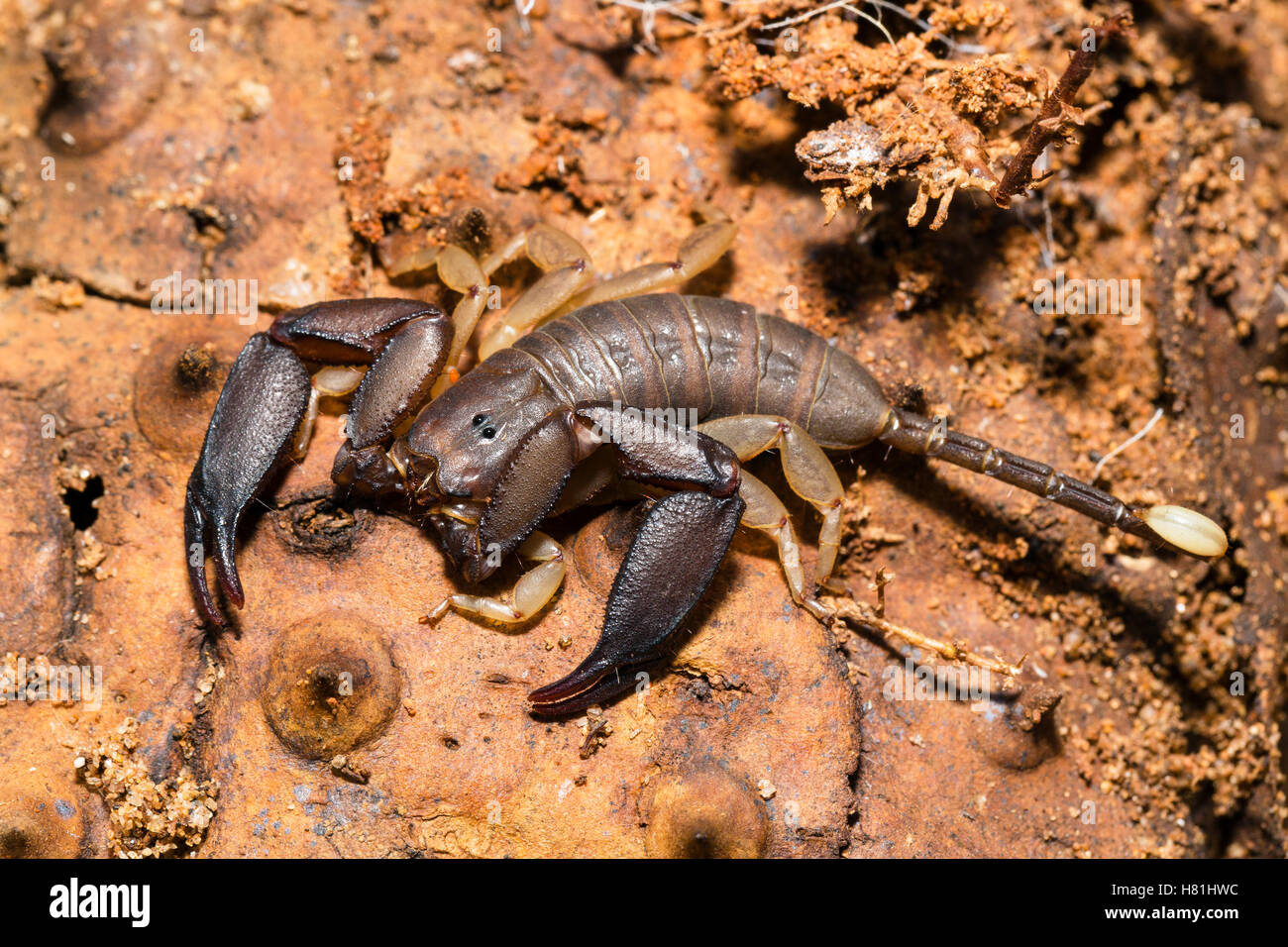 Scorpion (Opisthacanthus madagascariensis), Berenty Reserve, Madagascar ...