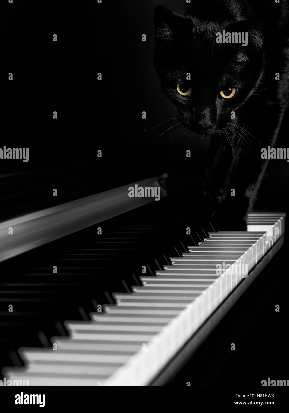 Walking a cat hi-res stock photography and images - Alamy