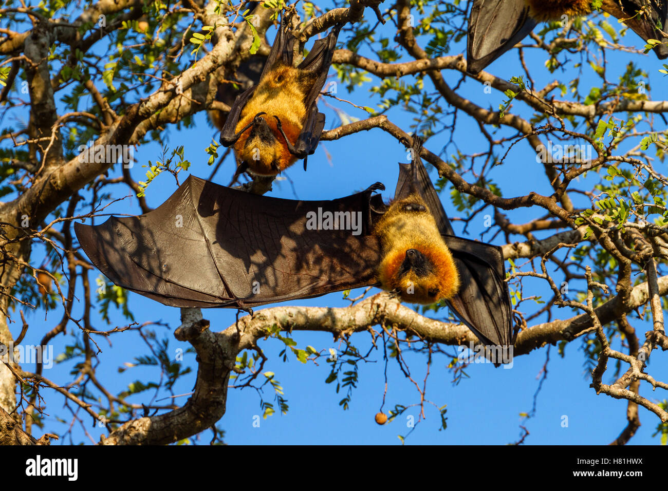 Madagascar Flying Fox (Pteropus rufus) pair roosting, Berenty Reserve ...