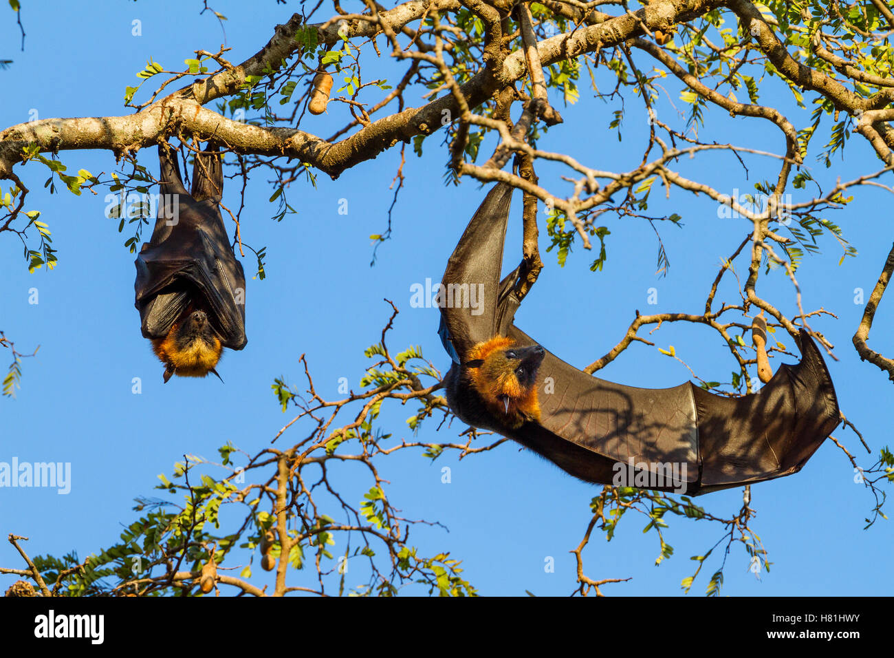 Madagascar Flying Fox (Pteropus rufus) pair roosting, Berenty Reserve ...