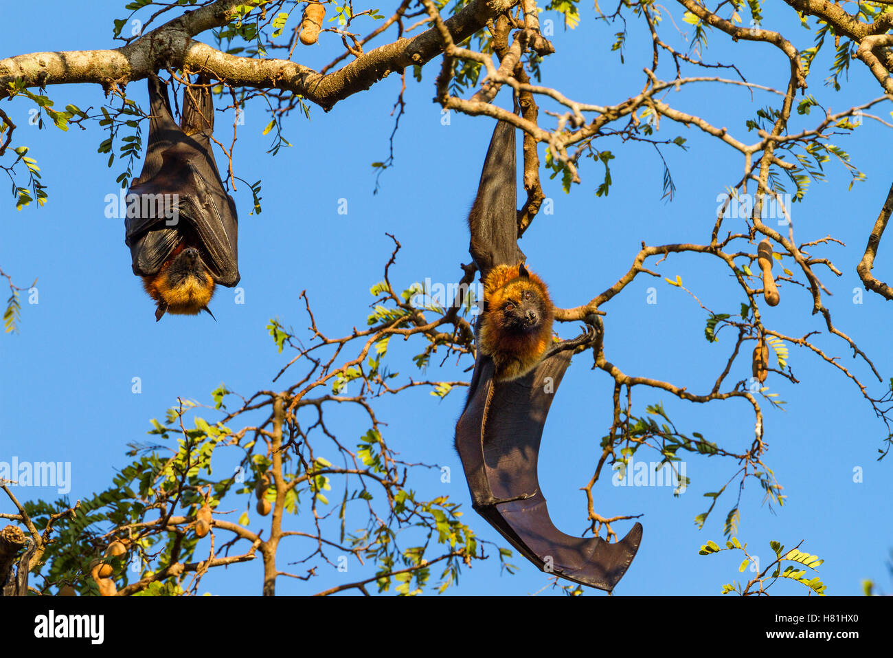 Madagascar Flying Fox (Pteropus rufus) pair roosting, Berenty Reserve ...