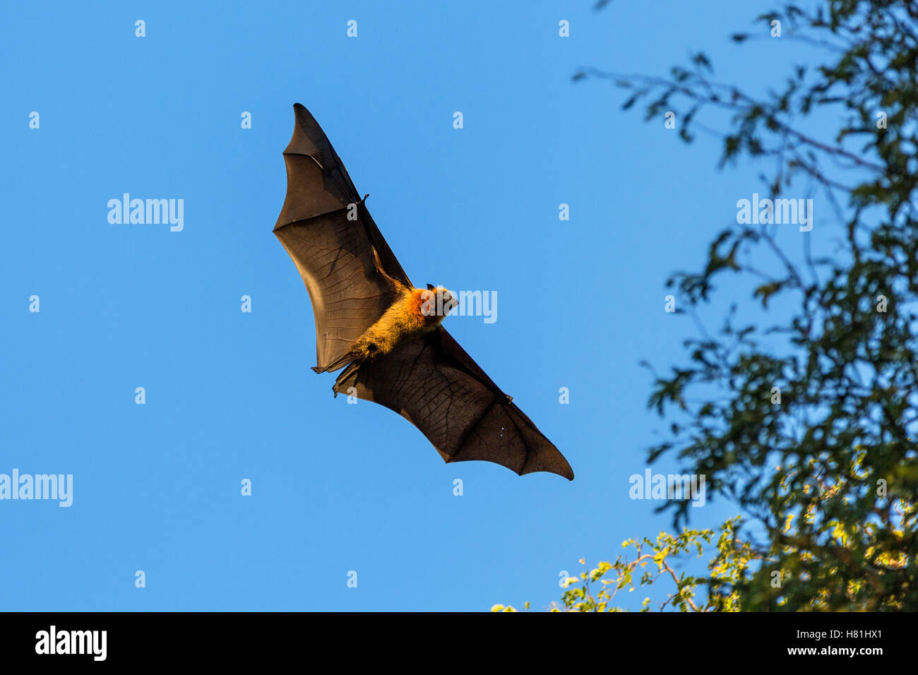 Madagascar Flying Fox (Pteropus rufus) flying, Berenty Reserve ...