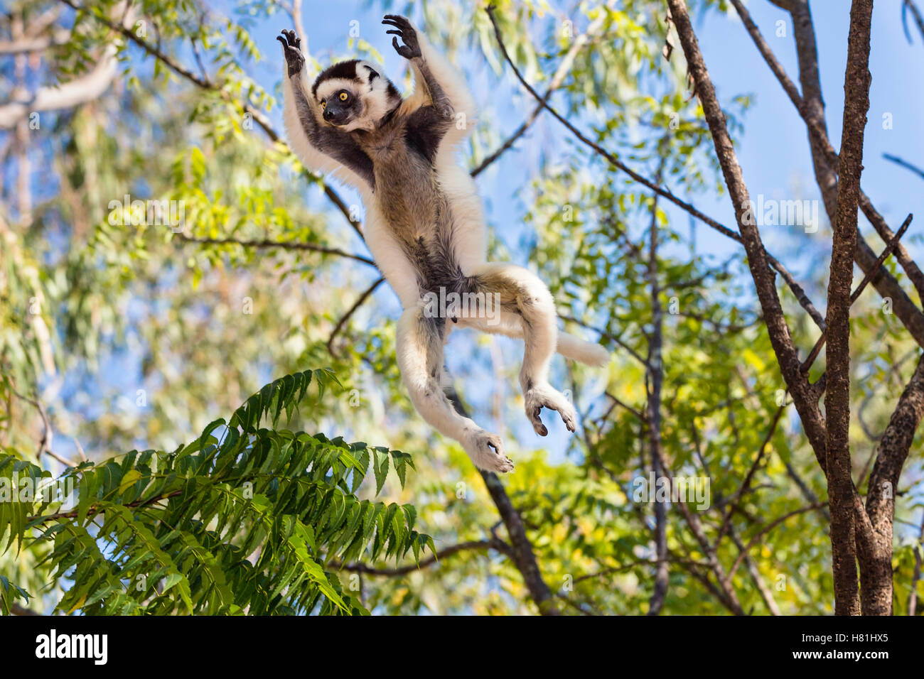Verreaux's Sifaka (Propithecus verreauxi) jumping between trees ...