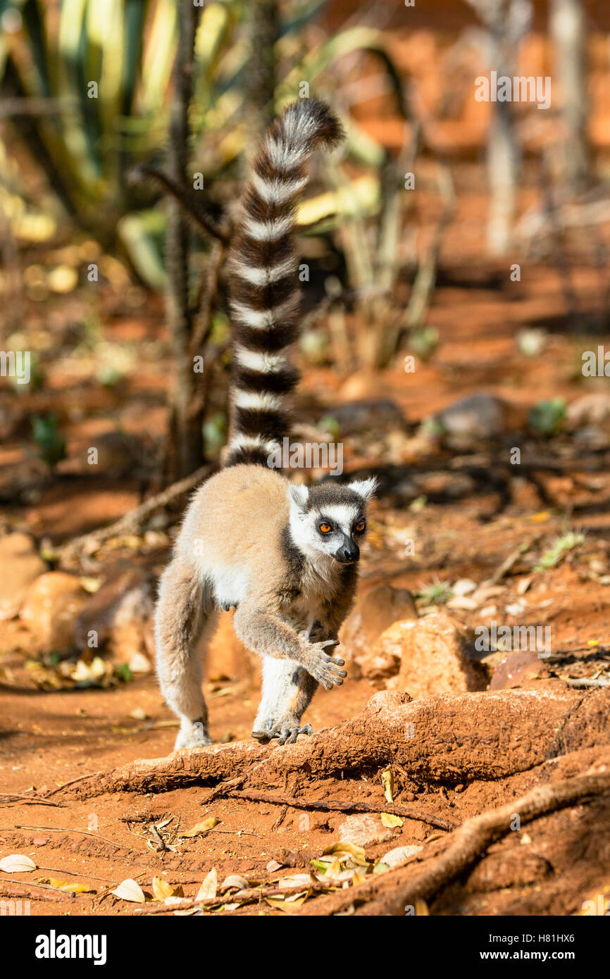 Ring-tailed Lemur (Lemur catta) running, Berenty Reserve, Madagascar ...