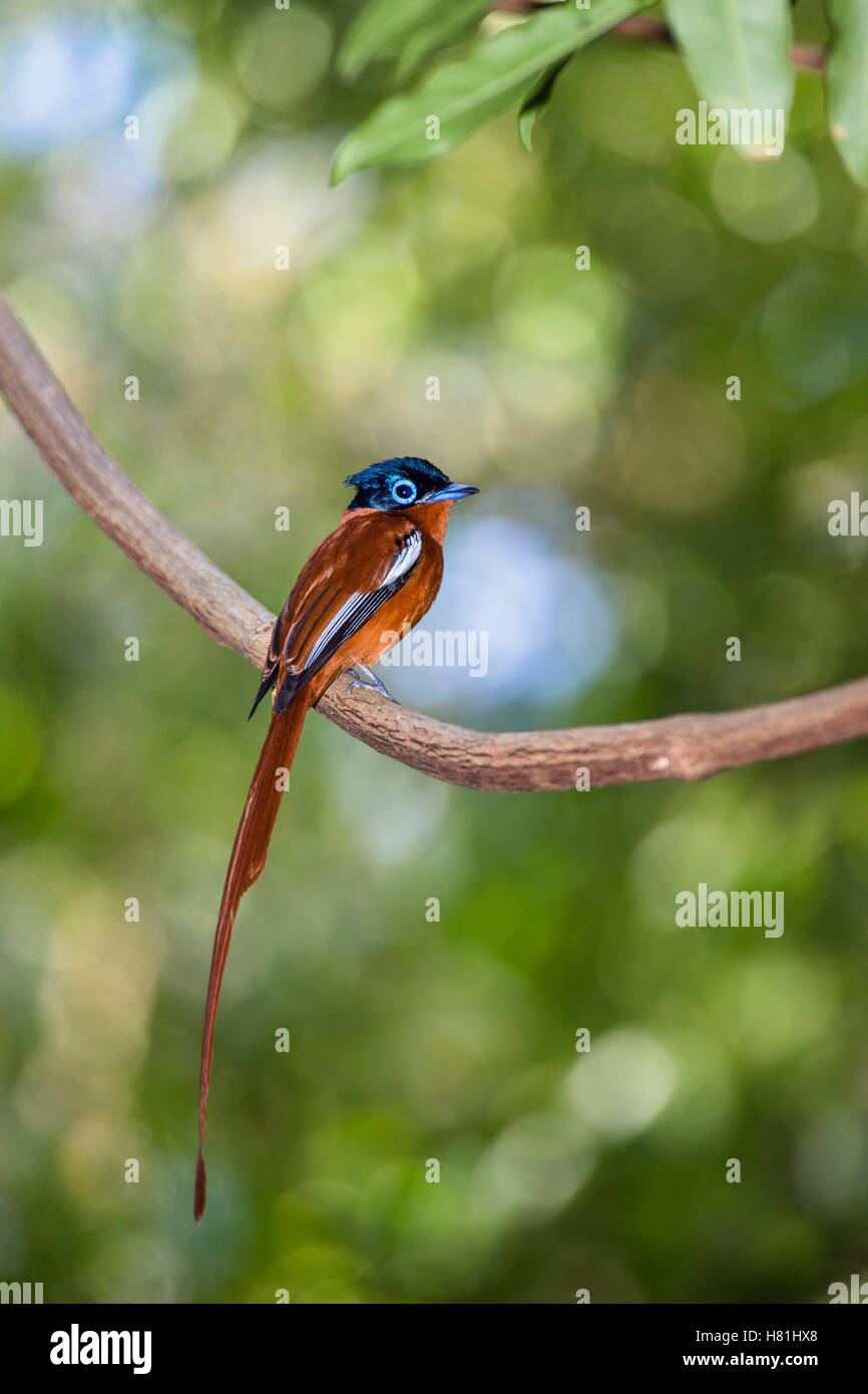 Madagascar Paradise Flycatcher (Terpsiphone mutata) red morph male ...