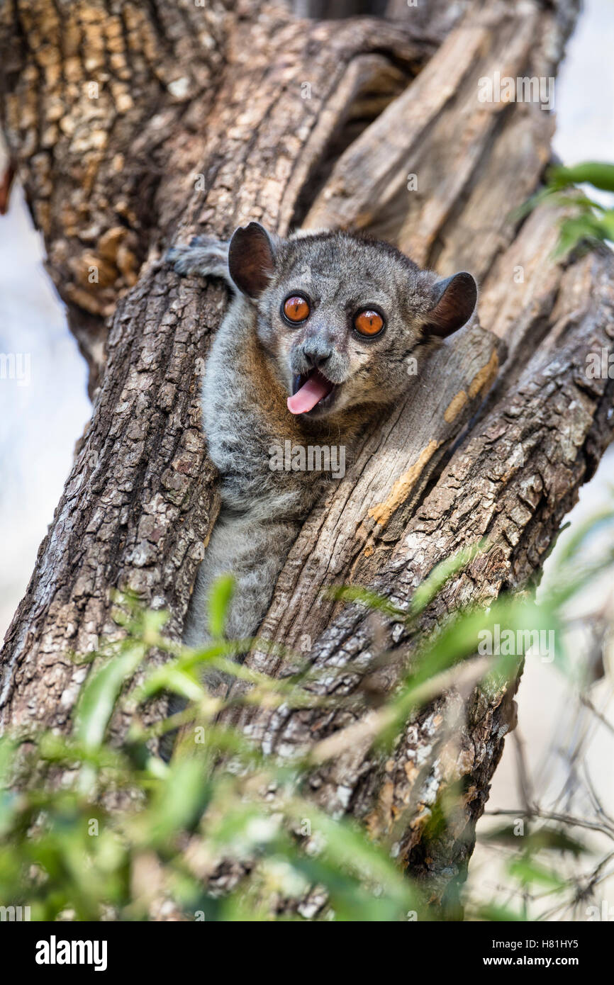 Red-tailed Sportive Lemur (Lepilemur ruficaudatus) sticking out tongue ...