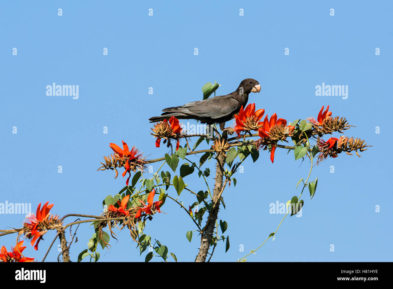 Vasa Parrot (Coracopsis vasa), Morondava, Madagascar Stock Photo - Alamy