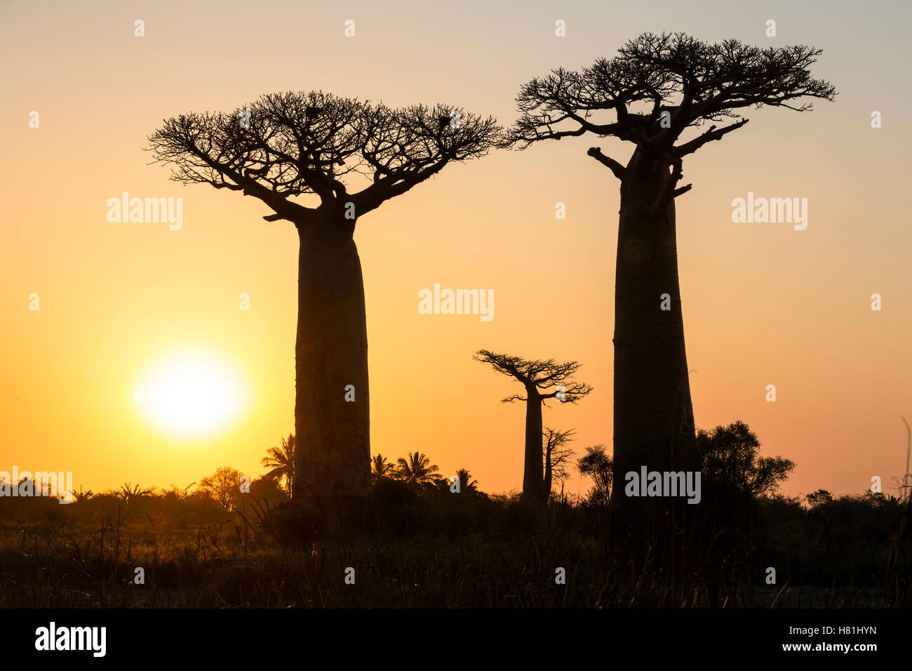 Grandidier's Baobab (Adansonia grandidieri) trees at sunset near ...