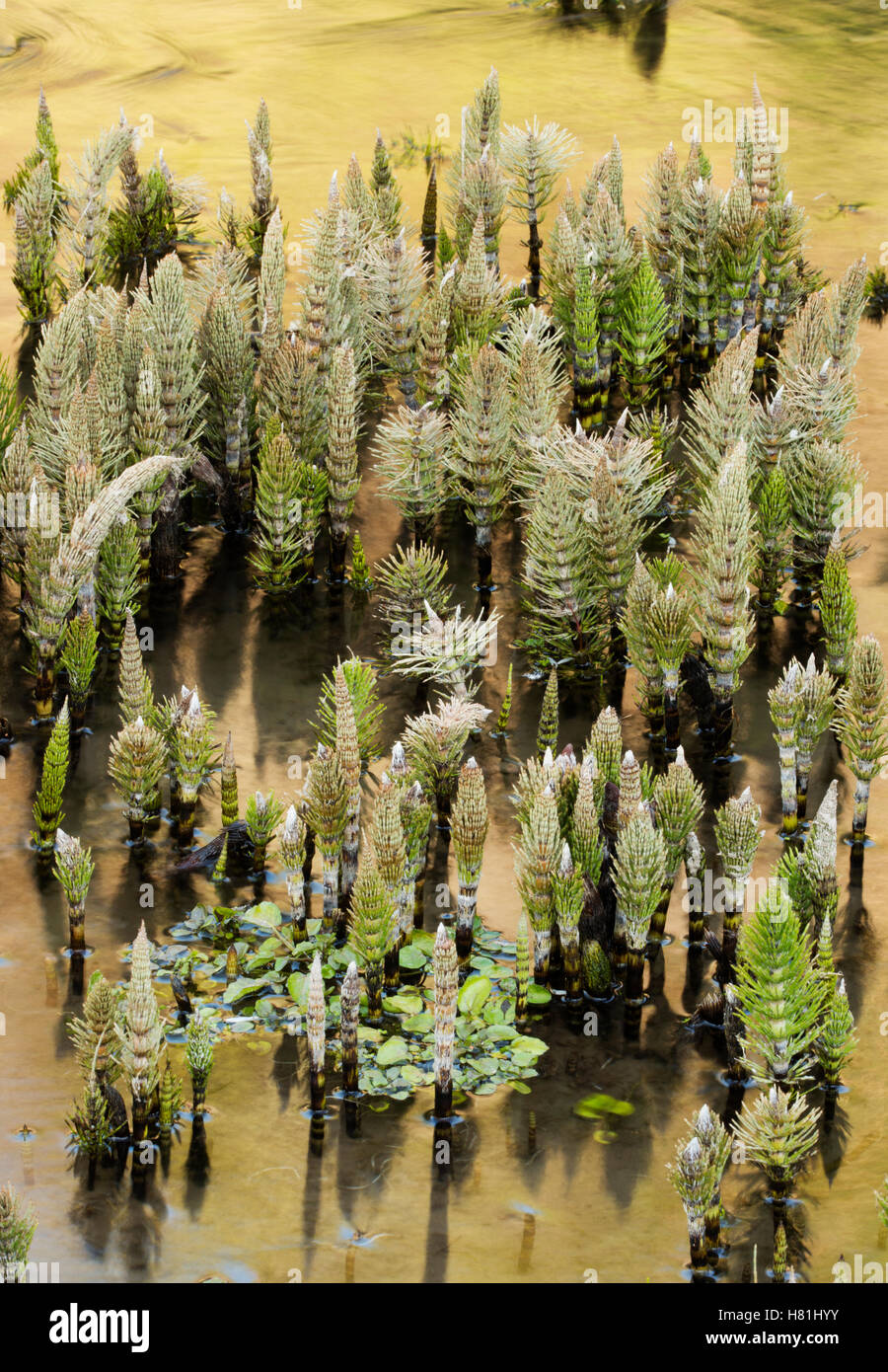 Field Horsetail (Equisetum arvense) plants emerging from shallow water ...