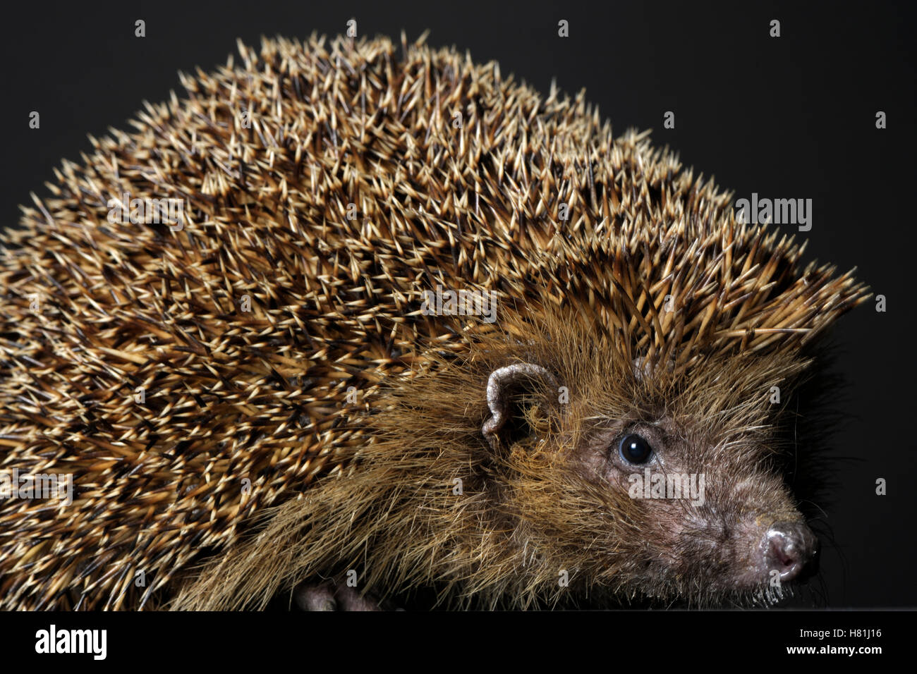 Hedgehog profile hi-res stock photography and images - Alamy