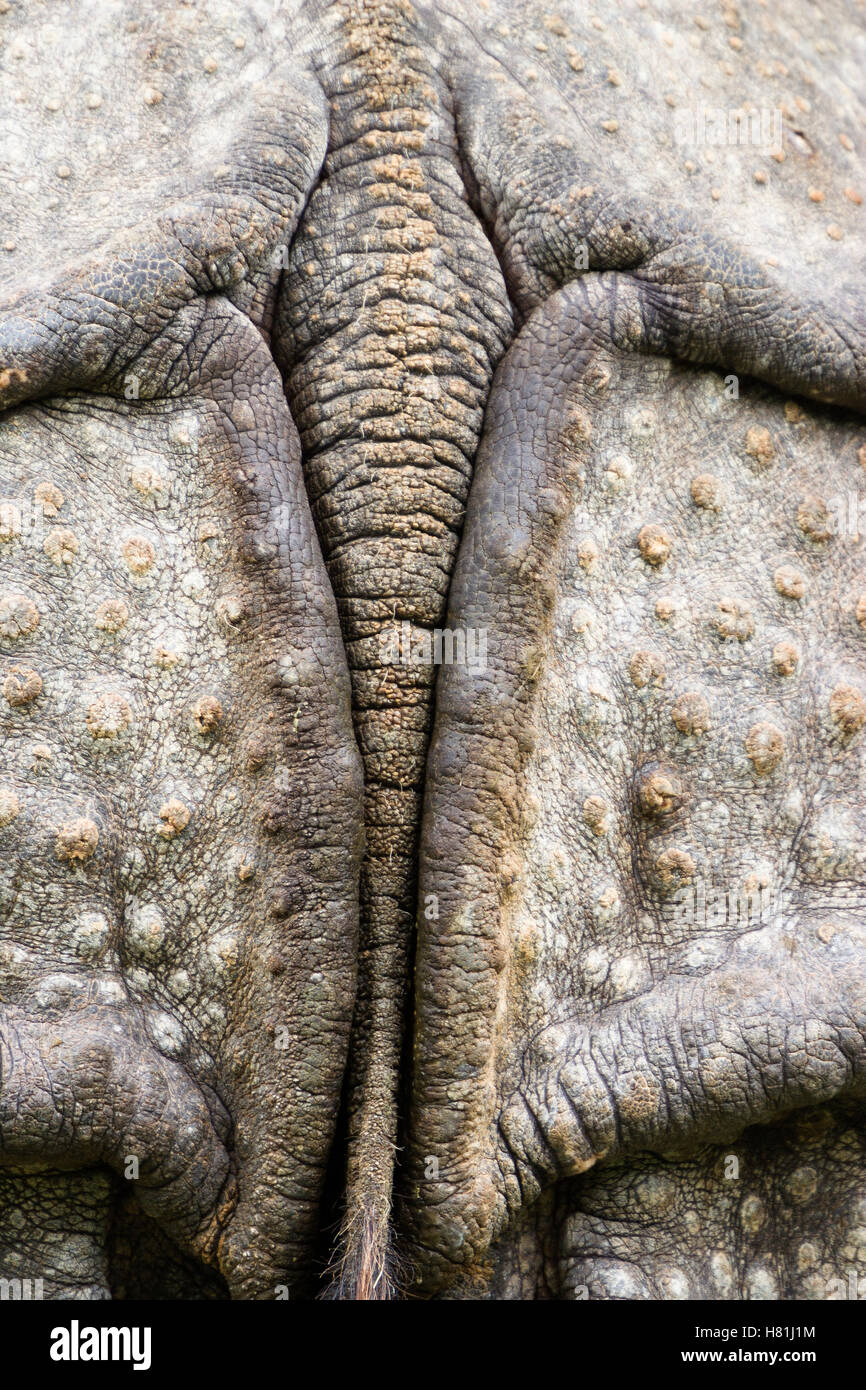 Indian Rhinoceros (Rhinoceros unicornis) tail, native to Asia Stock ...