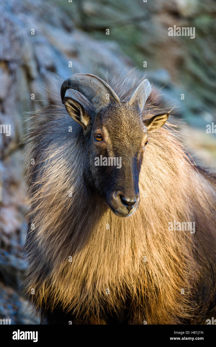 Himalayan Tahr (Hemitragus jemlahicus) male, Asia Stock Photo - Alamy