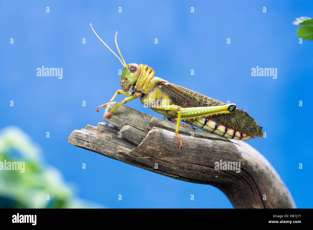Grasshopper (Tropidacris collaris), South America Stock Photo - Alamy