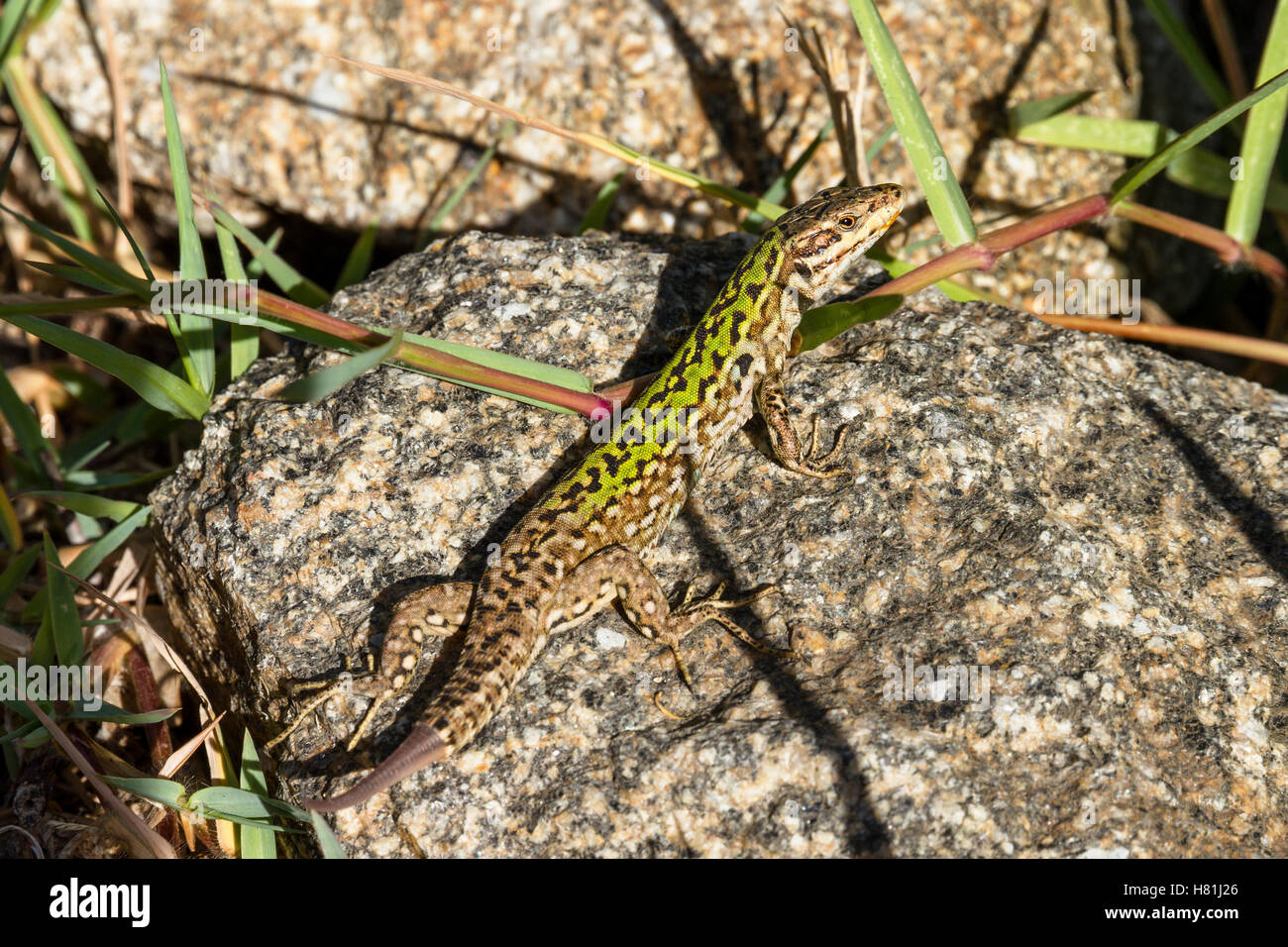 Italian Wall Lizard (Podarcis sicula) with regrowing tail, Italy Stock ...