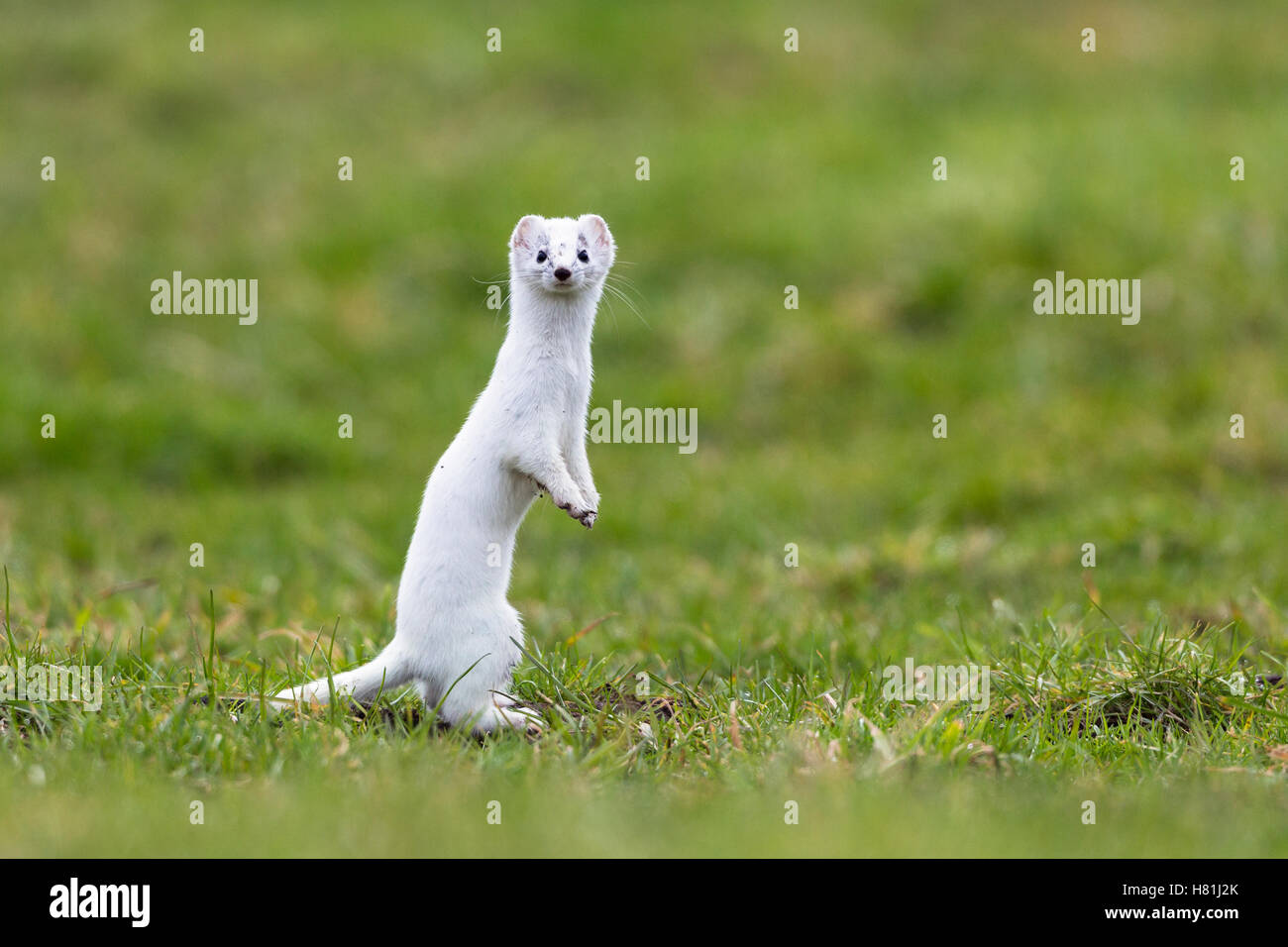 Short-tailed Weasel (Mustela erminea) in winter coat, Germany Stock ...
