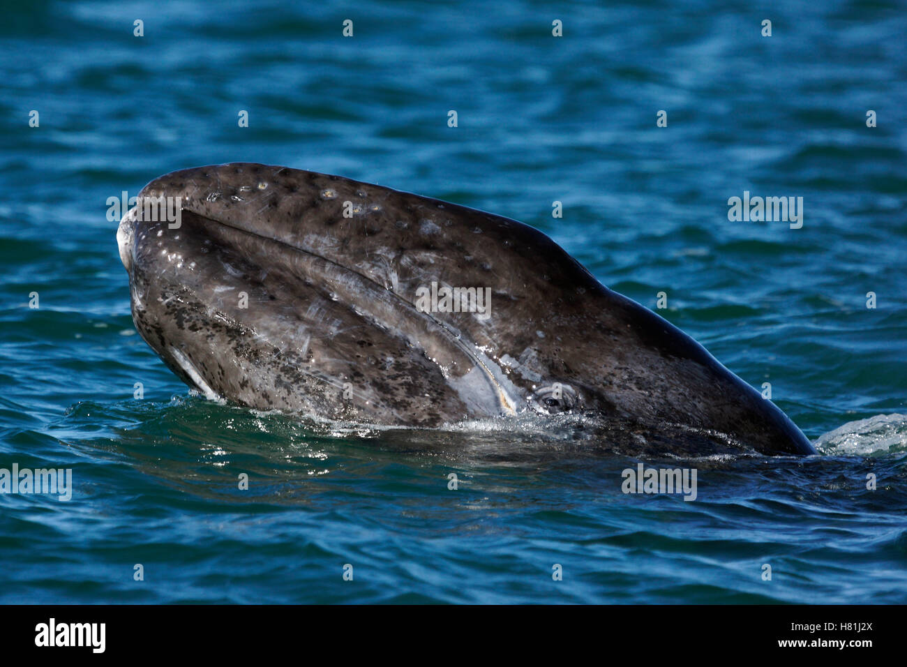 Gray Whale (Eschrichtius robustus) surfacing, San Ignacio Lagoon, Baja ...