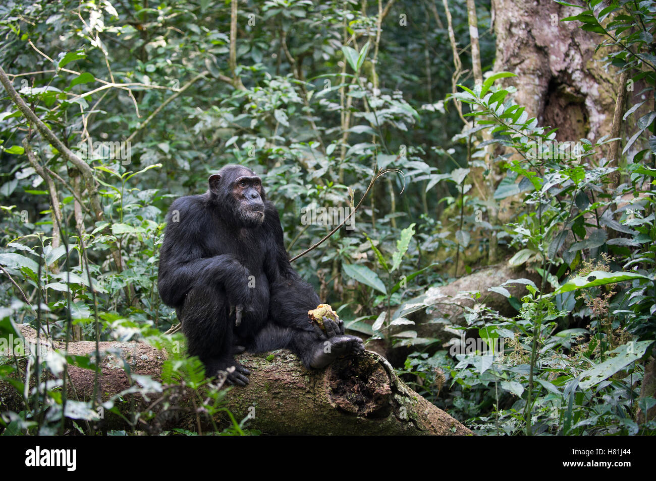 Chimpanzee (Pan troglodytes) feeding on African Breadfruit (Treculia ...