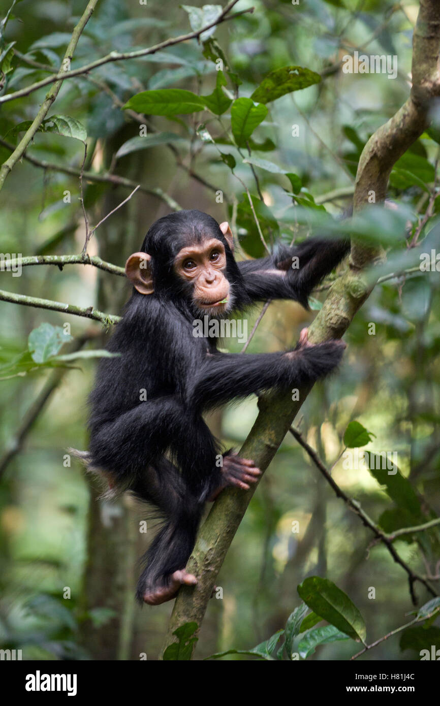Chimpanzee (Pan troglodytes) one and a half year old infant playing in ...