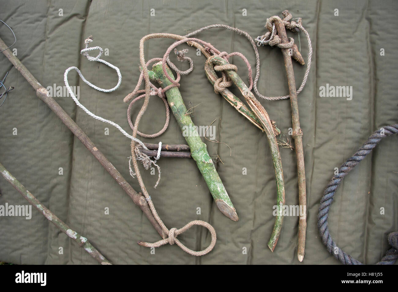 Chimpanzee (Pan troglodytes) snares recovered by anti-poaching team ...