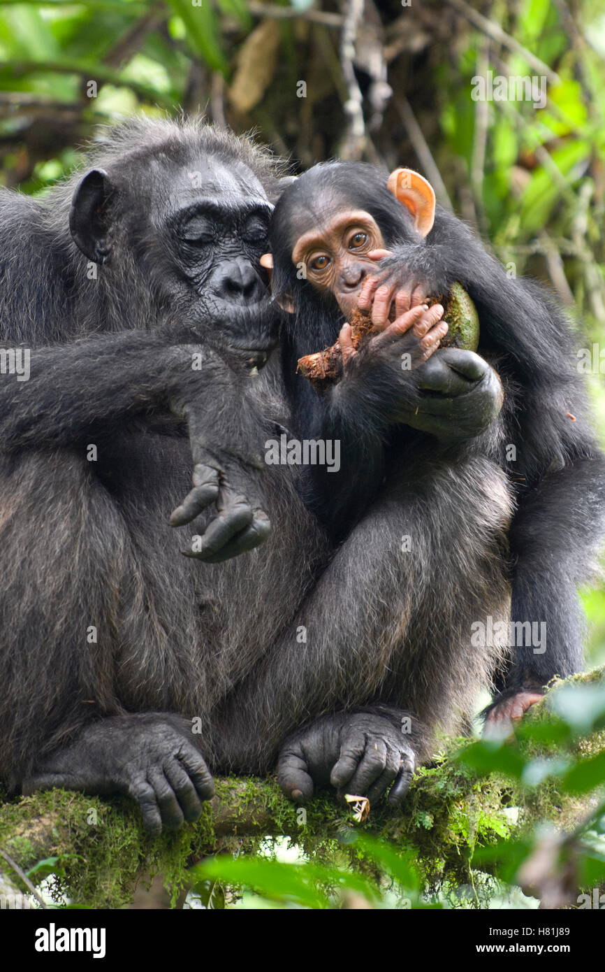 Chimpanzee (Pan troglodytes) mother and two and a half year old baby ...