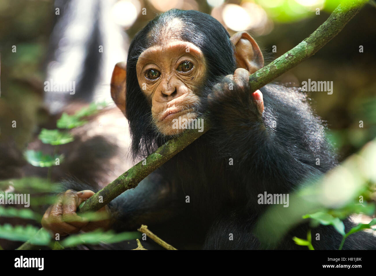 Chimpanzee (Pan troglodytes) one year old infant, western Uganda Stock ...