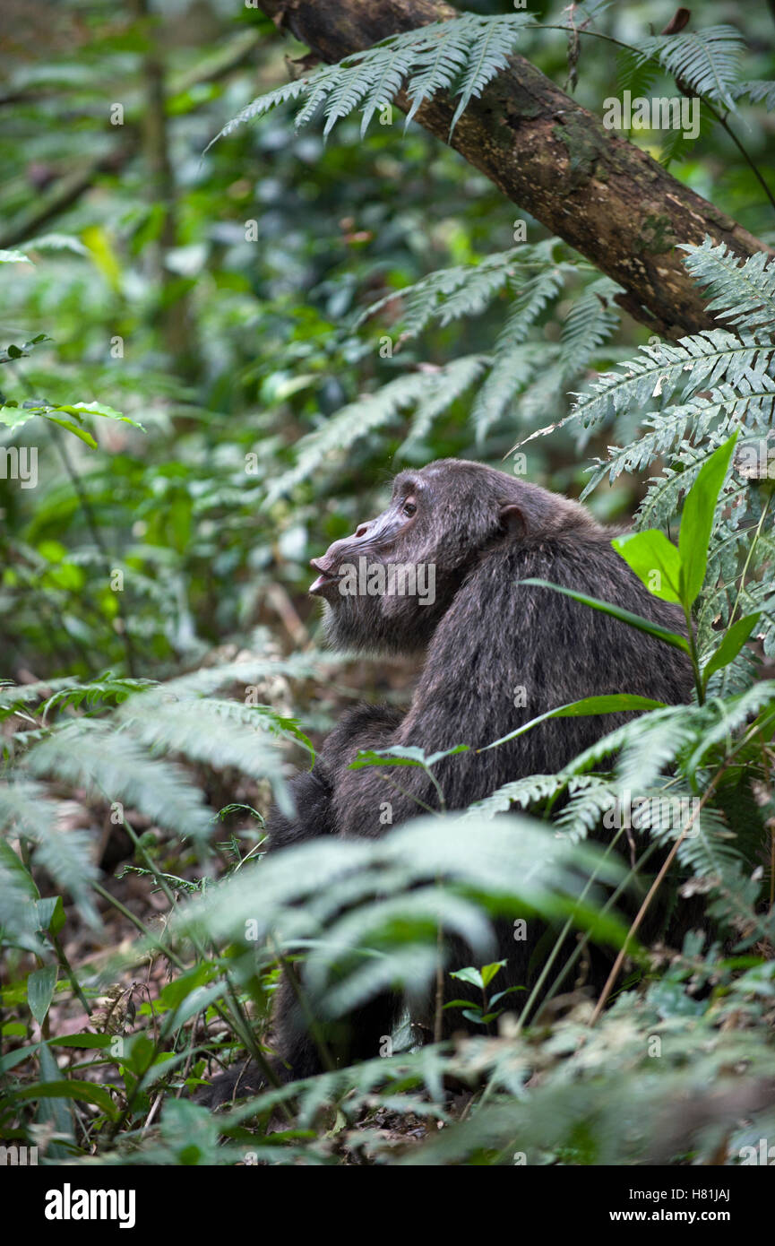 Chimpanzee (Pan troglodytes) male pant hooting, western Uganda Stock ...