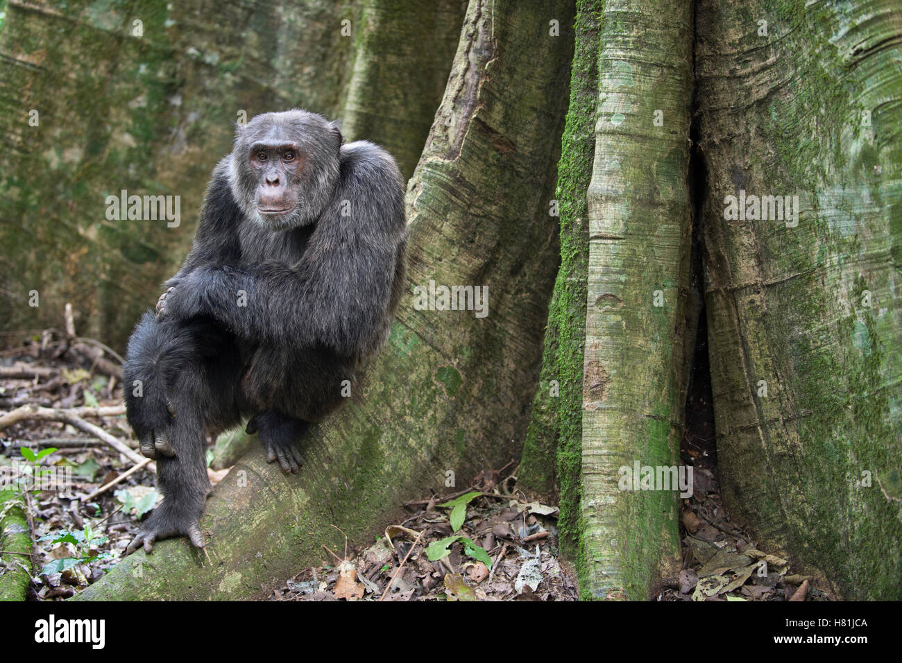 Chimpanzee (Pan troglodytes) male sitting on buttress of tree, western ...