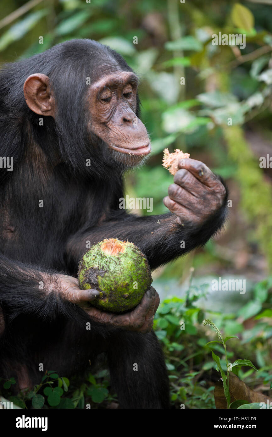 Chimpanzee (Pan troglodytes) feeding on African Breadfruit (Treculia ...