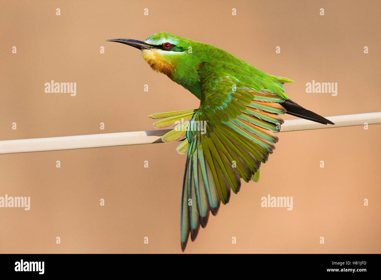 Blue-cheeked Bee-eater (Merops persicus) stretching wing, Hawf ...