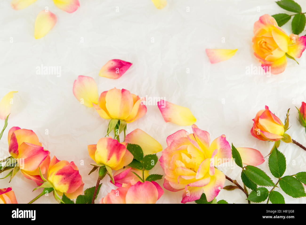 Red and yellow fresh roses on white background Stock Photo - Alamy