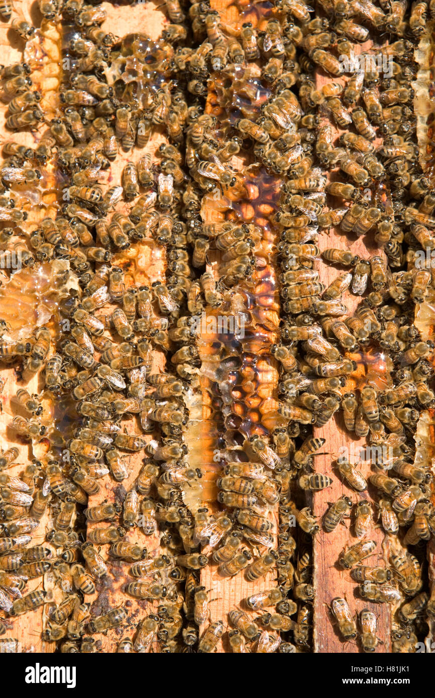 honey bees and honeycomb racks Stock Photo - Alamy