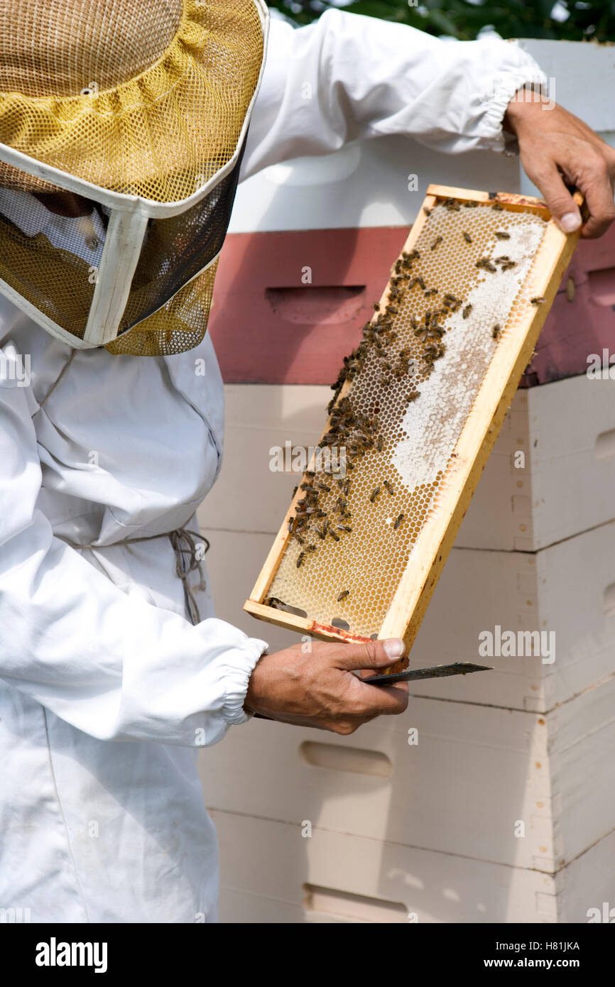 beekeeper collecting honey Stock Photo - Alamy