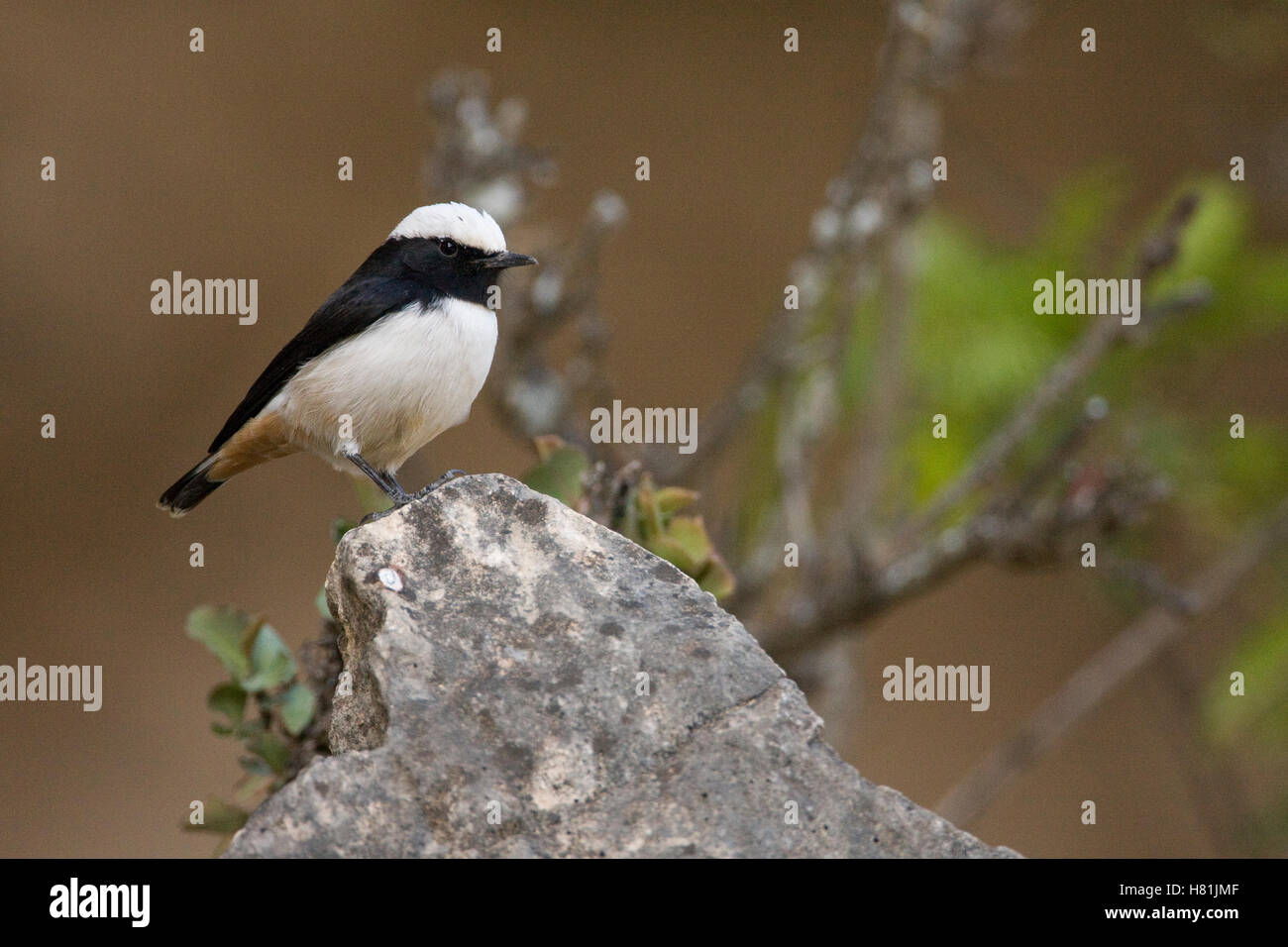 Arabian Wheatear (Oenanthe lugentoides) male, Hawf Protected Area ...
