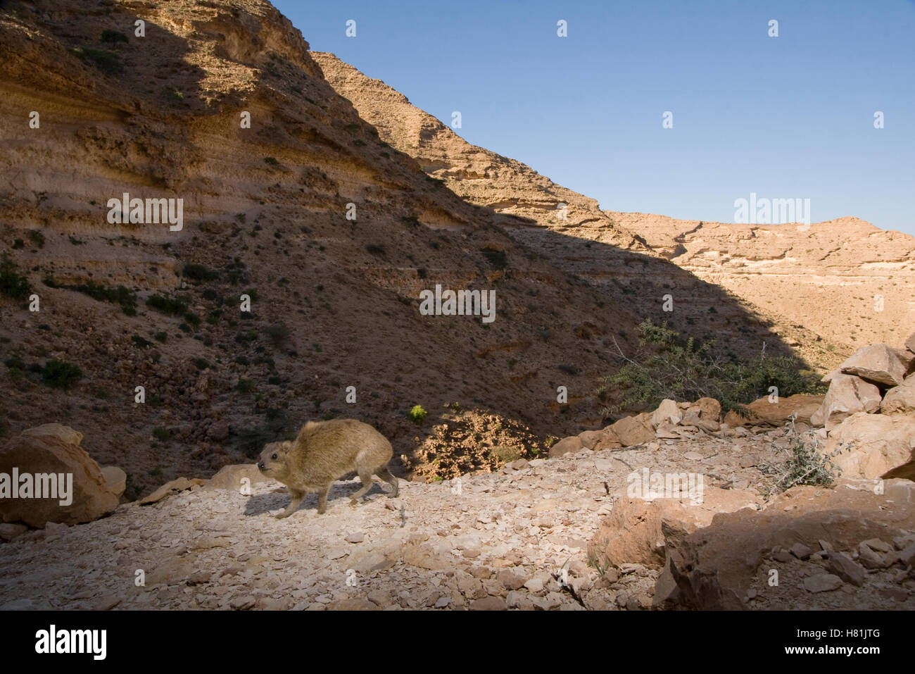 Rock Hyrax (Procavia capensis) in desert valley, Hawf Protected Area ...