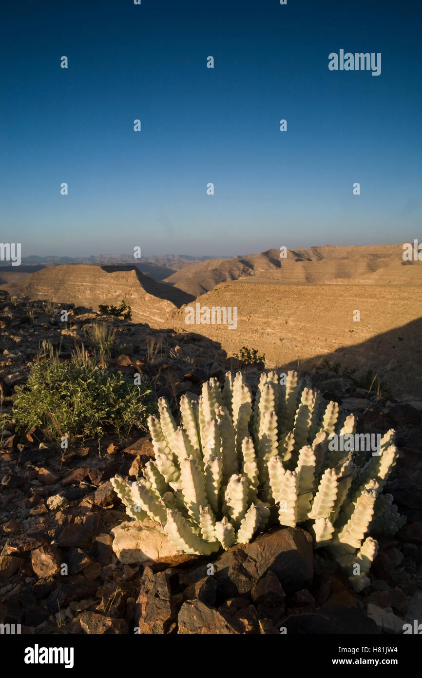 Caralluma (Caralluma quadrangula) succulent plant on plateau in ...