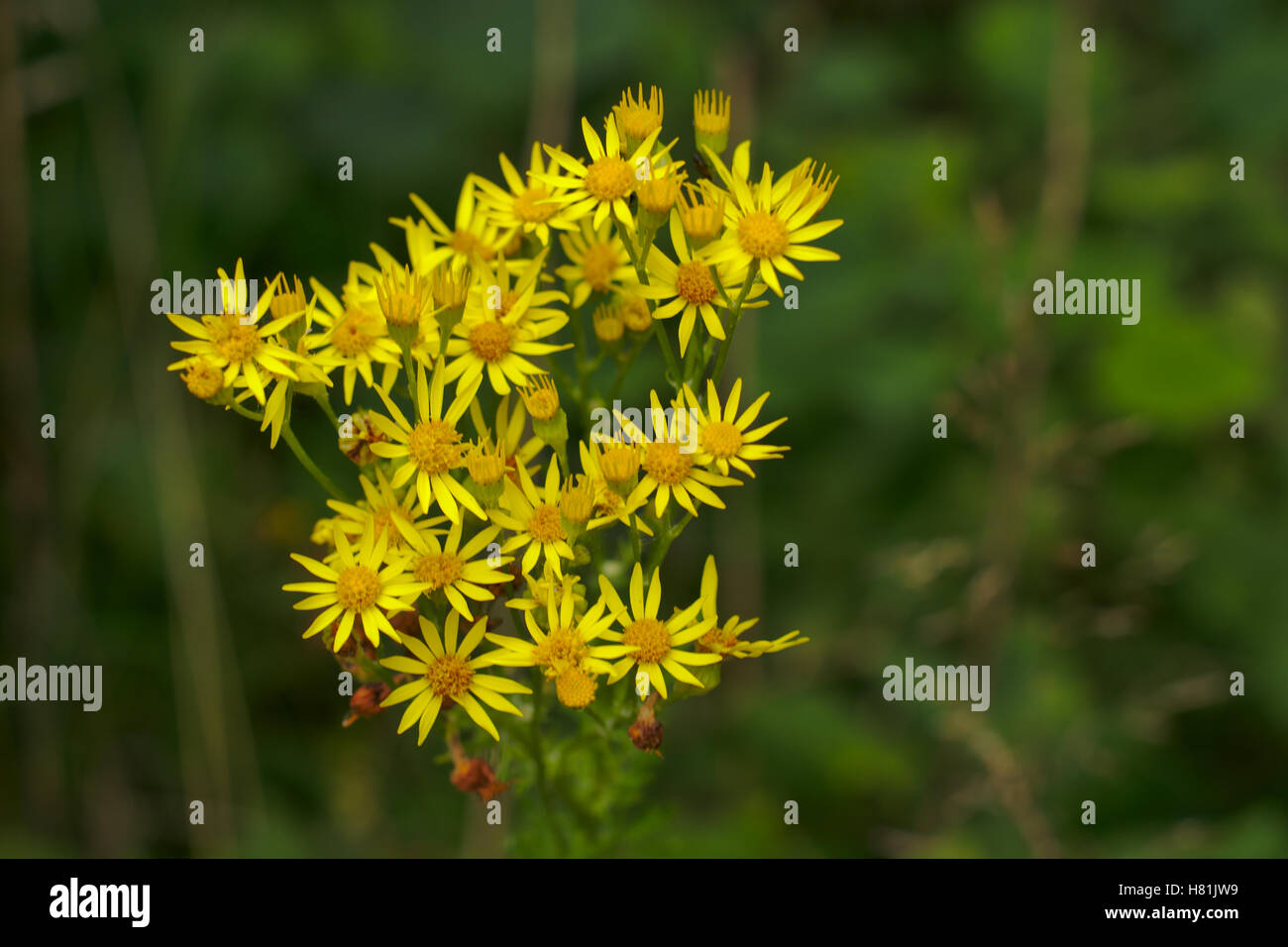 bright yellow narrow-leaved ragwort flowers ( Senecio inaequidens Stock ...