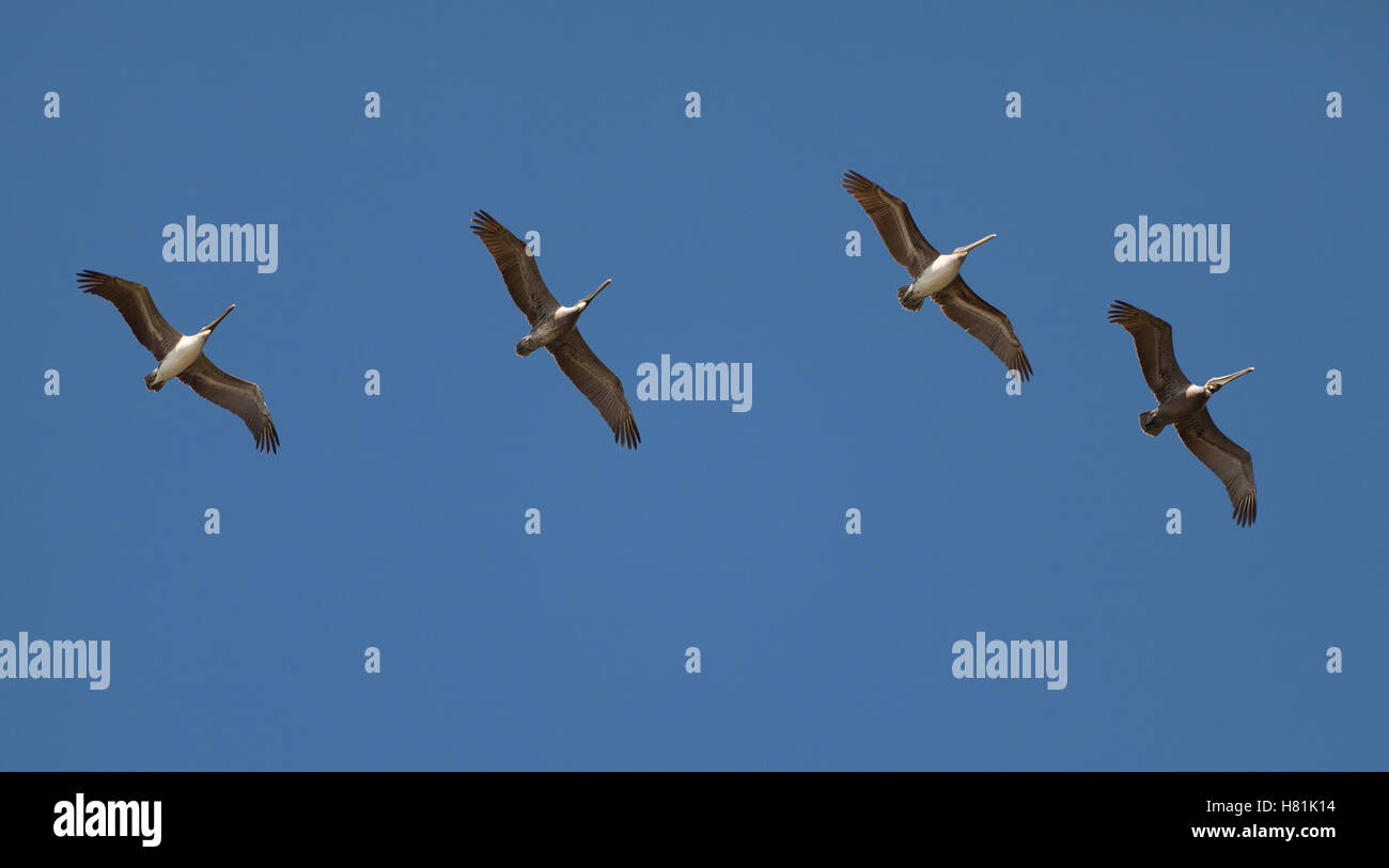 Single File Flying High Resolution Stock Photography and Images - Alamy