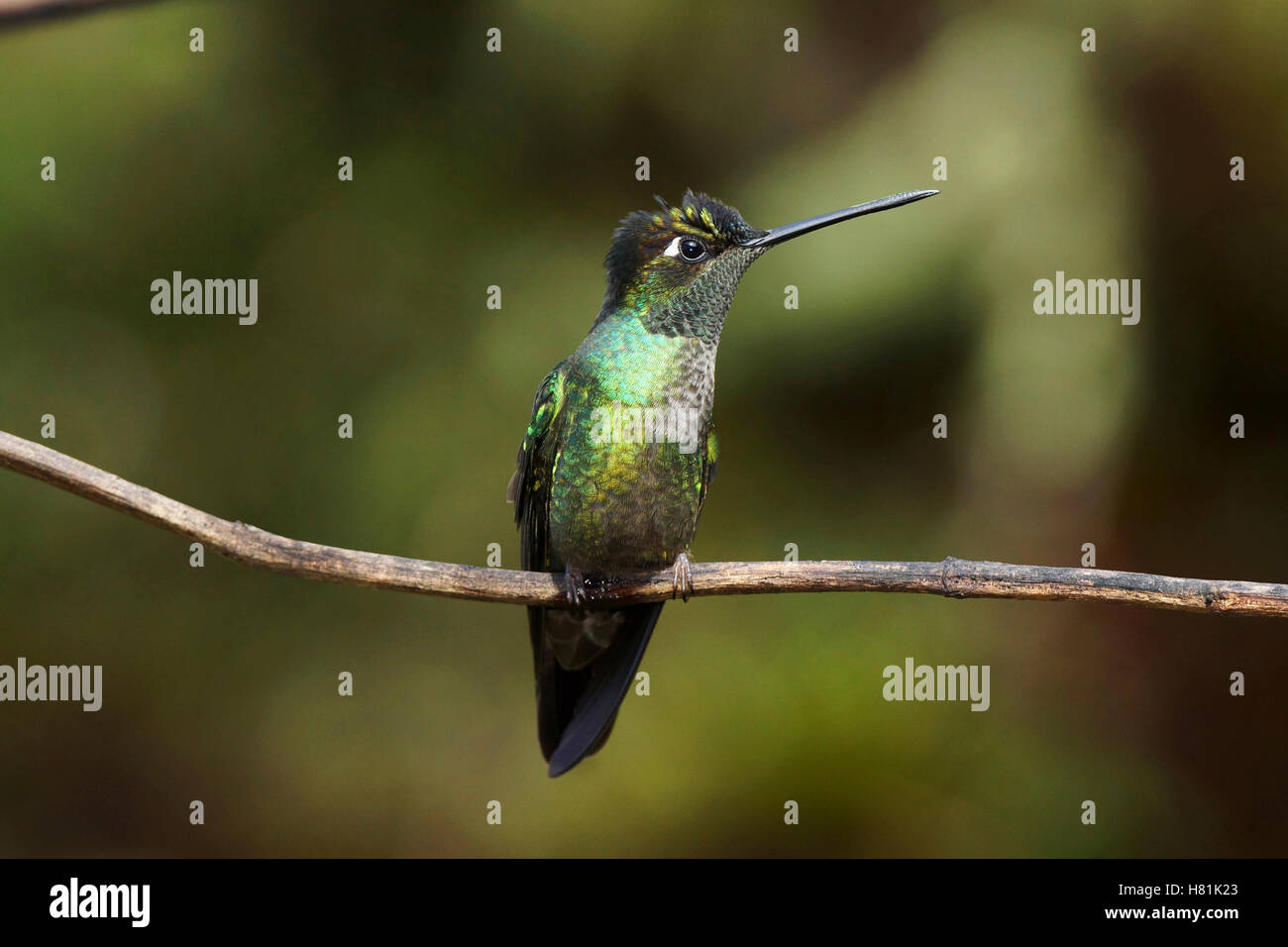 Versicolored Emerald (Amazilia versicolor) hummingbird, Costa Rica ...