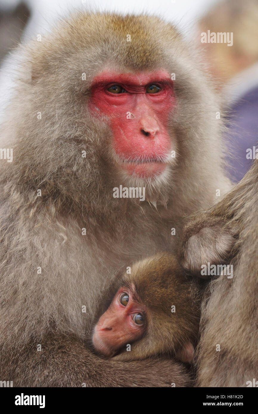Japanese Macaque (Macaca fuscata) mother and baby, Jigokudani, Japan ...