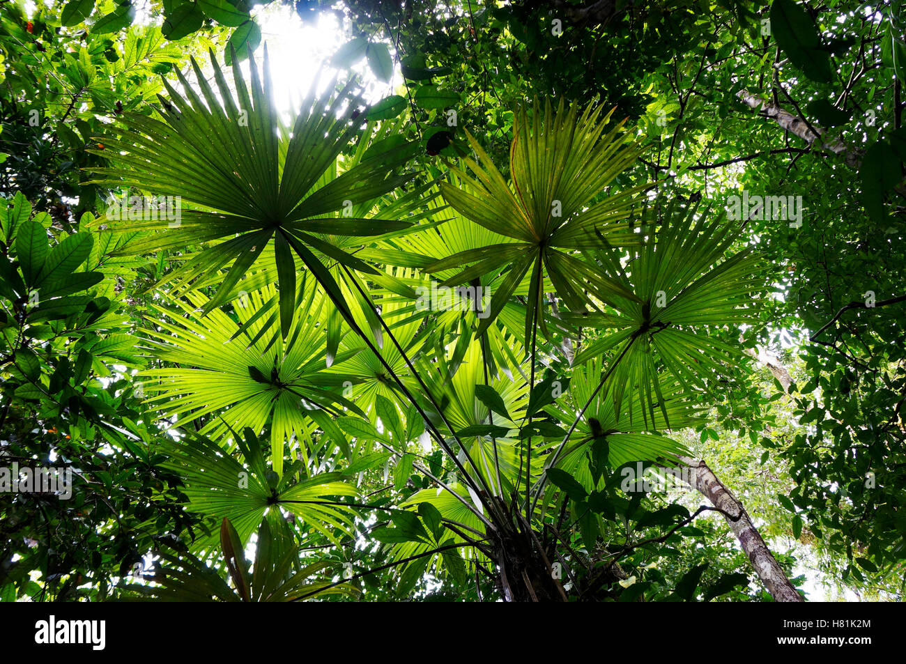 Palm leaves in rainforest, Costa Rica Stock Photo - Alamy