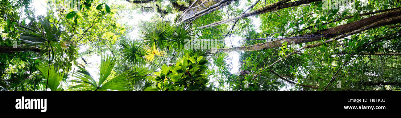 Trees in rainforest looking up towards the canopy, Costa Rica Stock ...