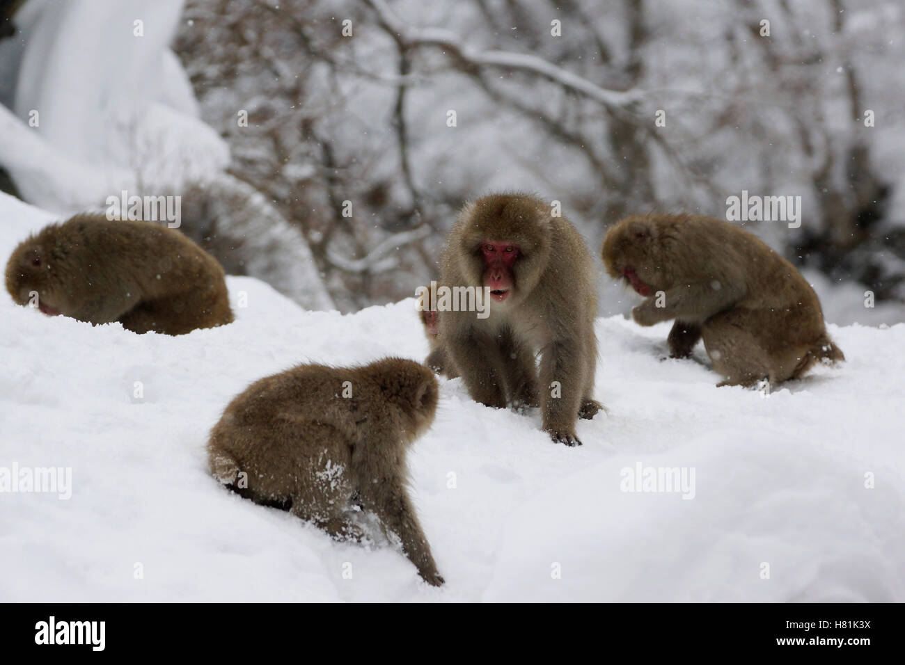 Japanese Macaque (Macaca fuscata) group feeding on seeds in snow ...