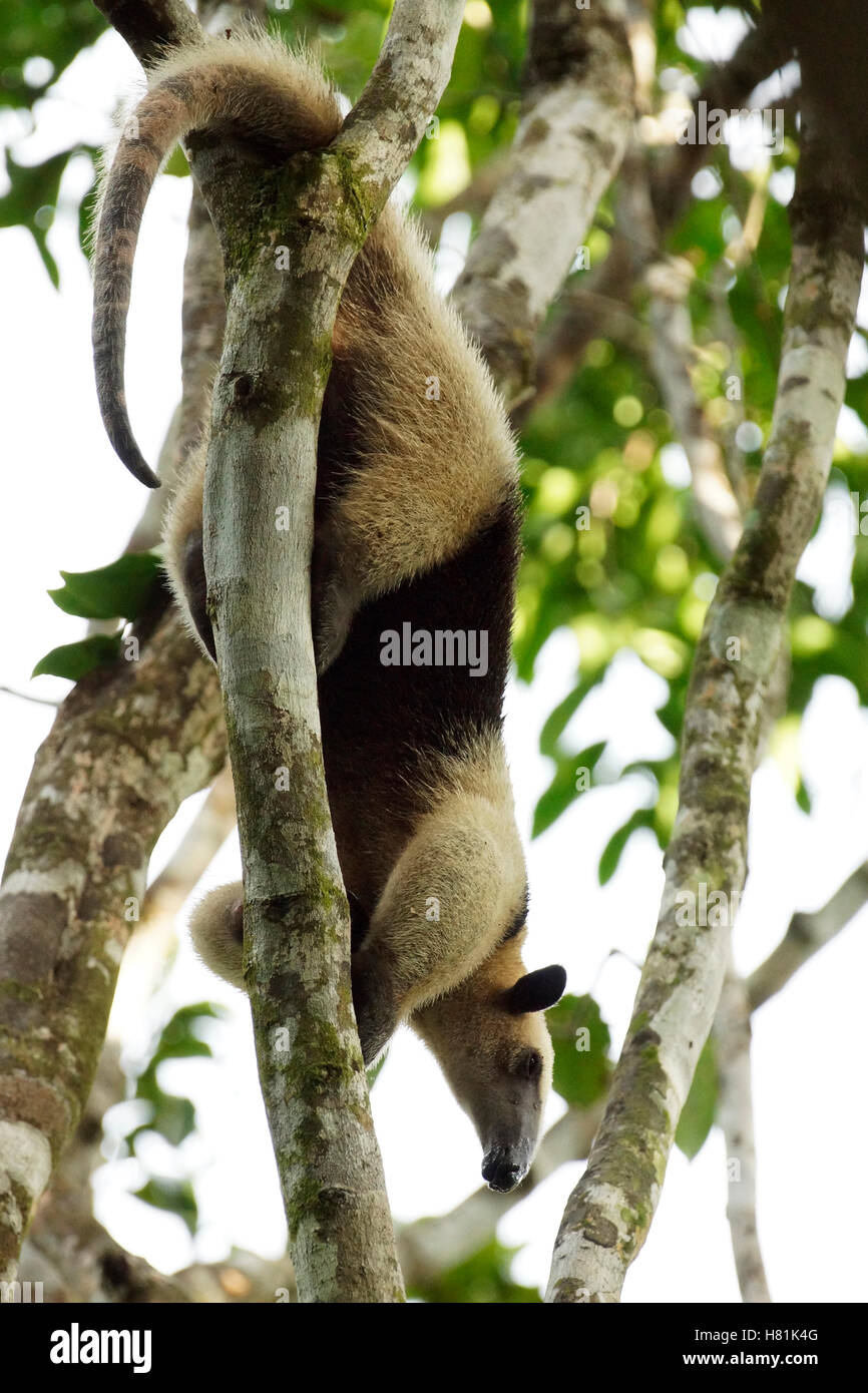 Northern Tamandua (Tamandua mexicana) climbing down tree, Costa Rica ...