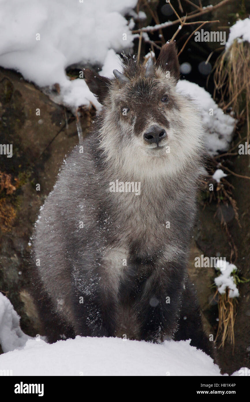 Japanese Serow (Capricornis crispus) in winter, Japan Stock Photo - Alamy