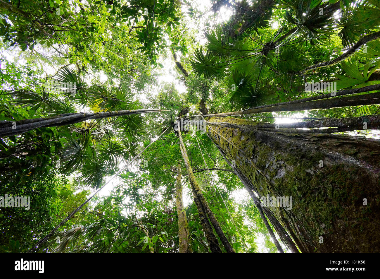 Trees in rainforest looking up into the canopy, Costa Rica Stock Photo ...