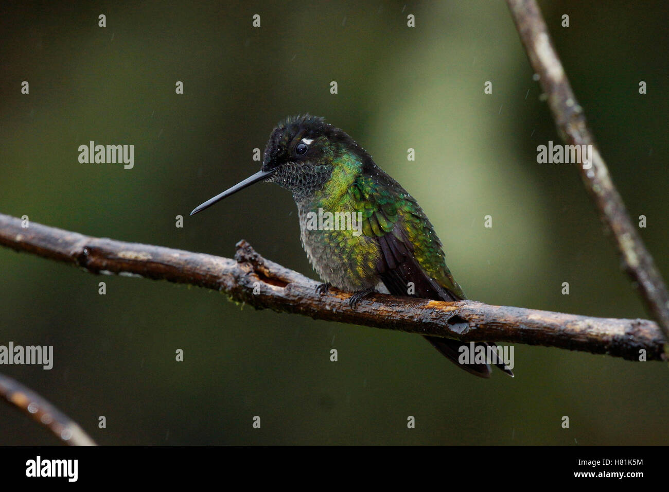 Versicolored Emerald (Amazilia versicolor) hummingbird, Costa Rica ...
