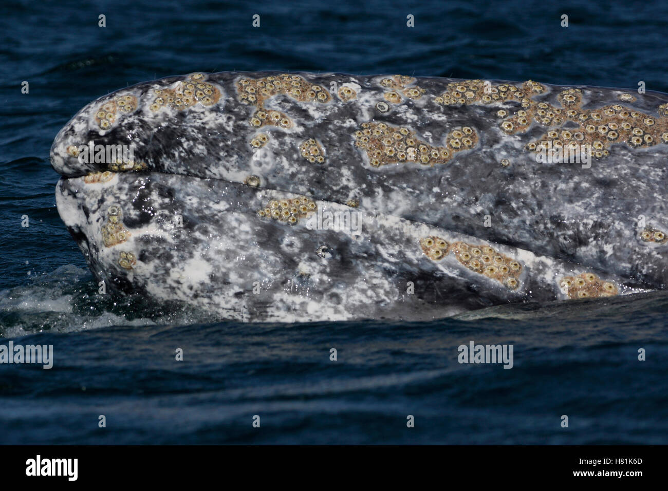 Gray Whale (Eschrichtius robustus) head with barnacles, San Ignacio ...