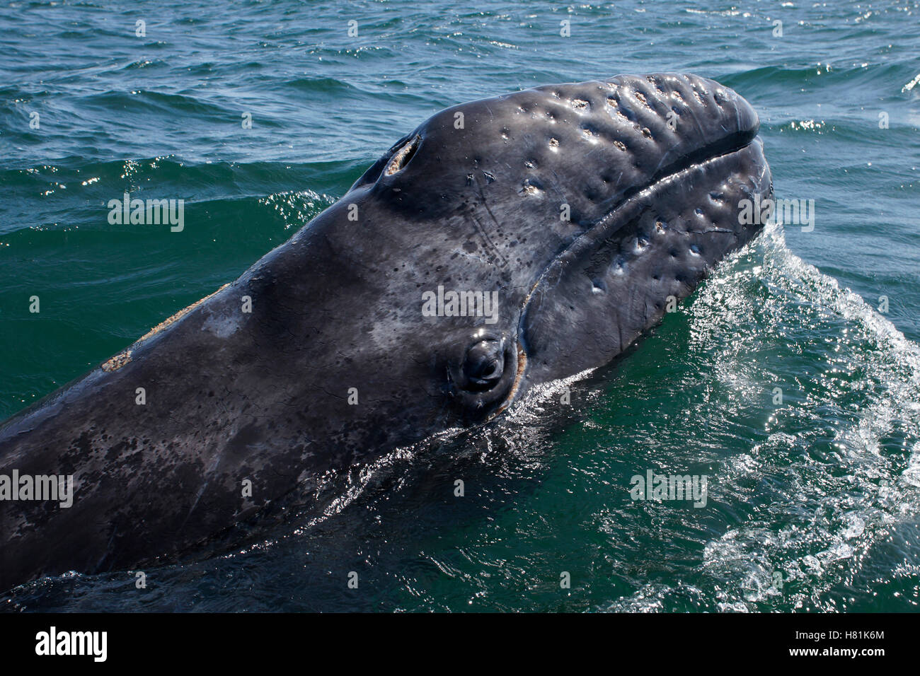 Gray Whale (Eschrichtius robustus) calf at water surface, San Ignacio ...