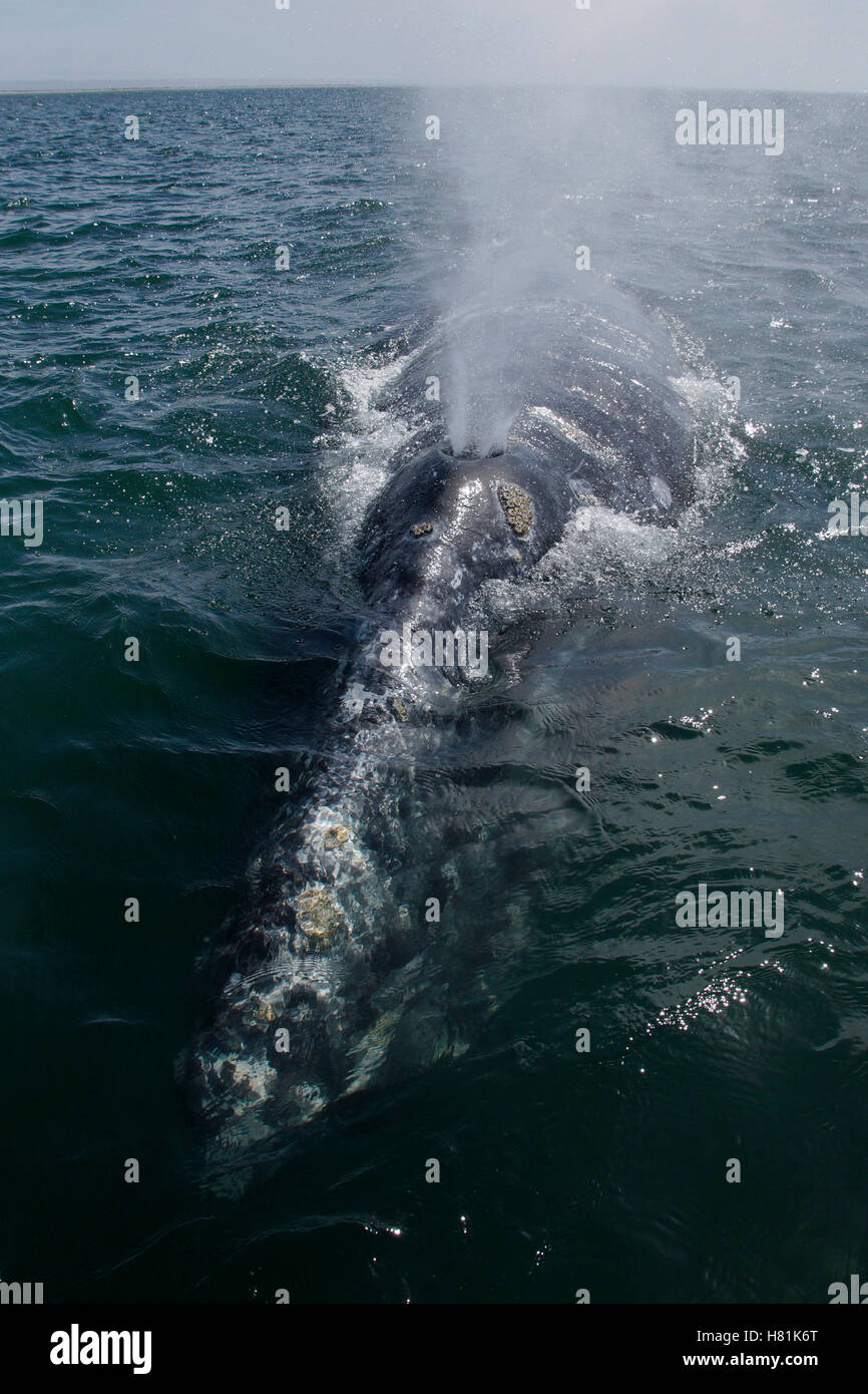 Gray Whale (Eschrichtius robustus) surfacing, San Ignacio Lagoon, Baja ...