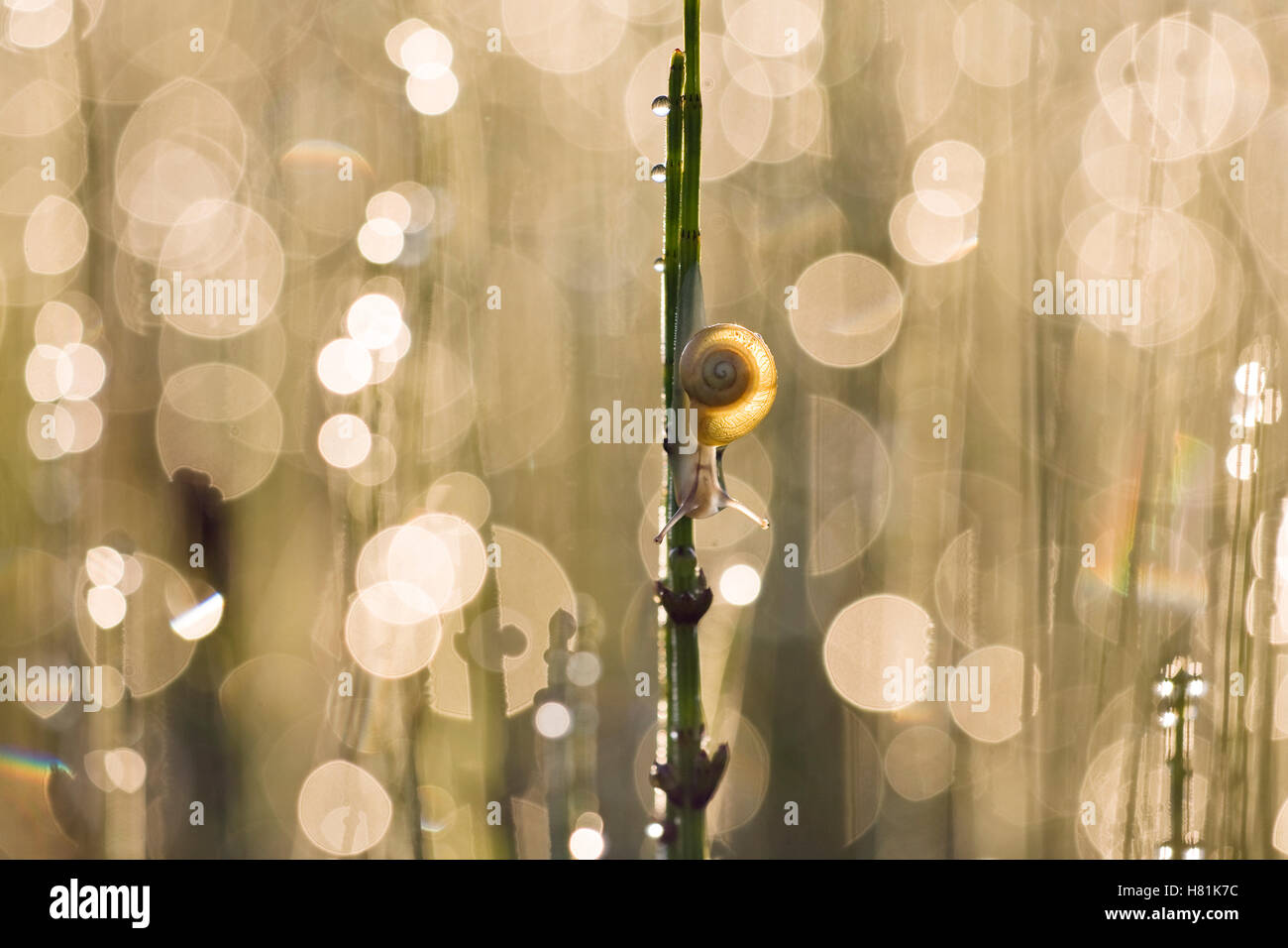 Snail (Zonitidae) on dew covered grass, Bavaria, Germany Stock Photo ...